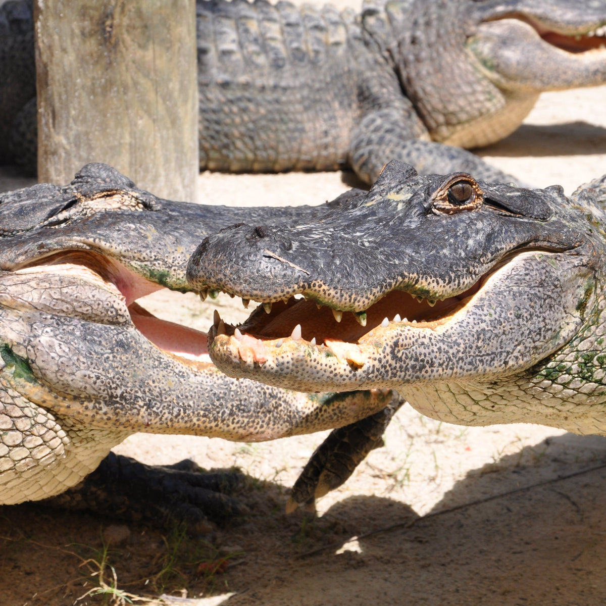 Everglades National Park Private Airboat Tour - 60 Minute – Everglades ...